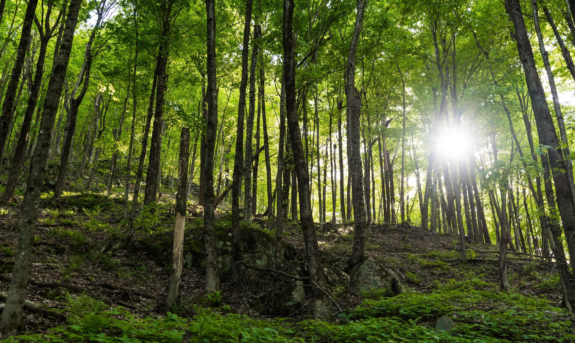 Parc des Montagnards - CEN Shefford